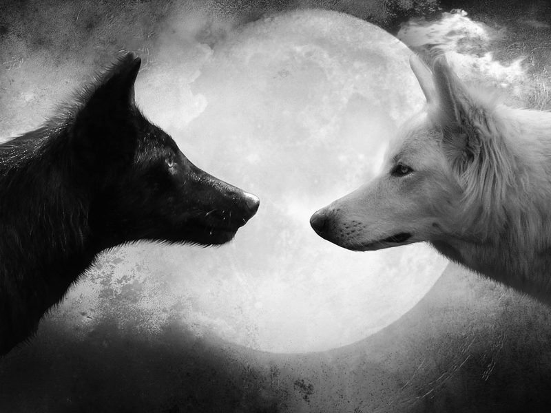 THE STORY OF THE GOOD WOLF, BAD WOLF – WHICH DO YOU FEED? - Stay Close Blog